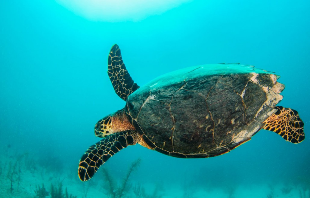 Cuba Marine Science | Cuba Conservancy | OceanDoctor.org | Ocean Doctor ...