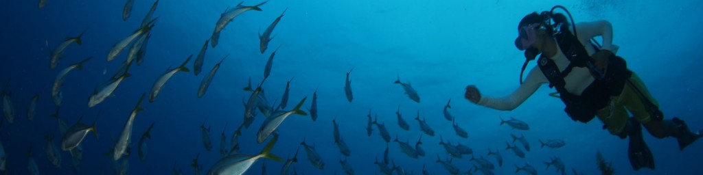 Ocean Doctor | Ocean Conservation | Cuba Gardens of the Queen| Cuba ...