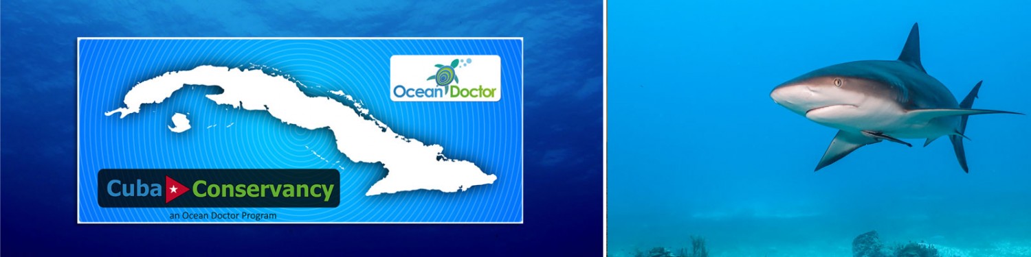 Cuba Marine Science | Cuba Conservancy | OceanDoctor.org | Ocean Doctor ...