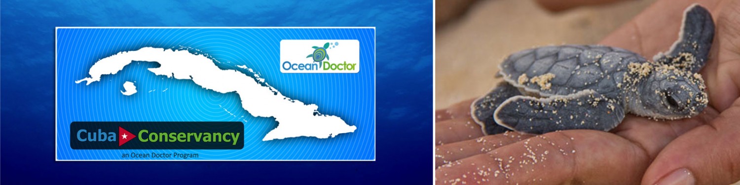 Cuba Marine Science | Cuba Conservancy | OceanDoctor.org | Ocean Doctor ...