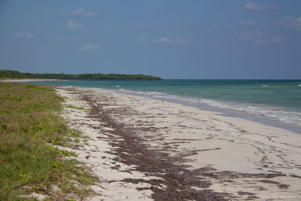 New York Times Features Ocean Doctor’s Work in Cuba’s Isle of Youth ...