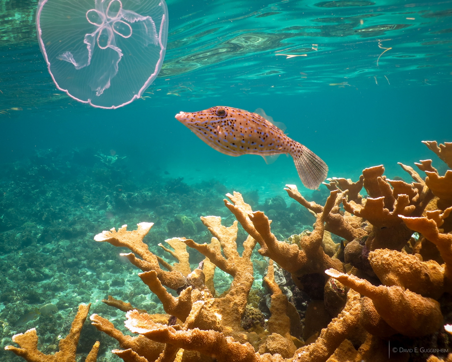 Ocean Doctor | Ocean Conservation | Cuba Gardens of the Queen| Cuba ...